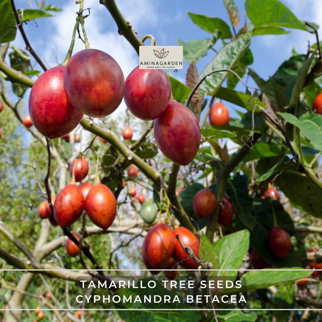 Tamarillo Tree Seeds – Cyphomandra Betacea – Fast-growing Edible Tree ...