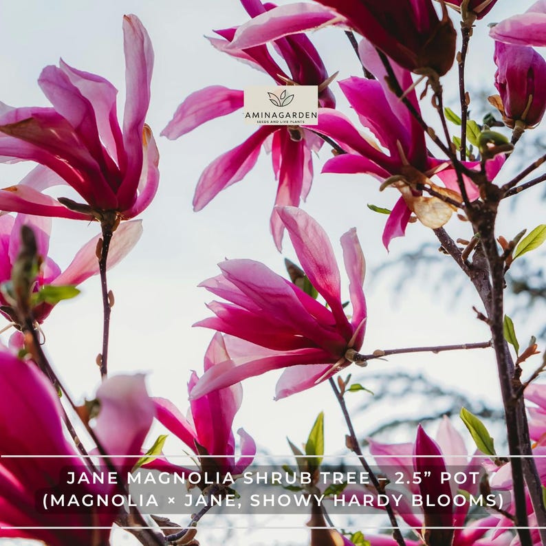 Jane Magnolia Shrub Tree – 2.5” Pot (magnolia × Jane, Showy Hardy ...