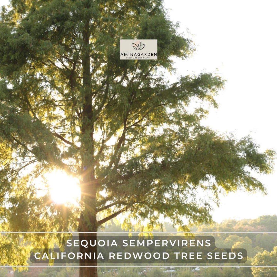 Sequoia Sempervirens – California Redwood Tree Seeds, Fast Growing ...