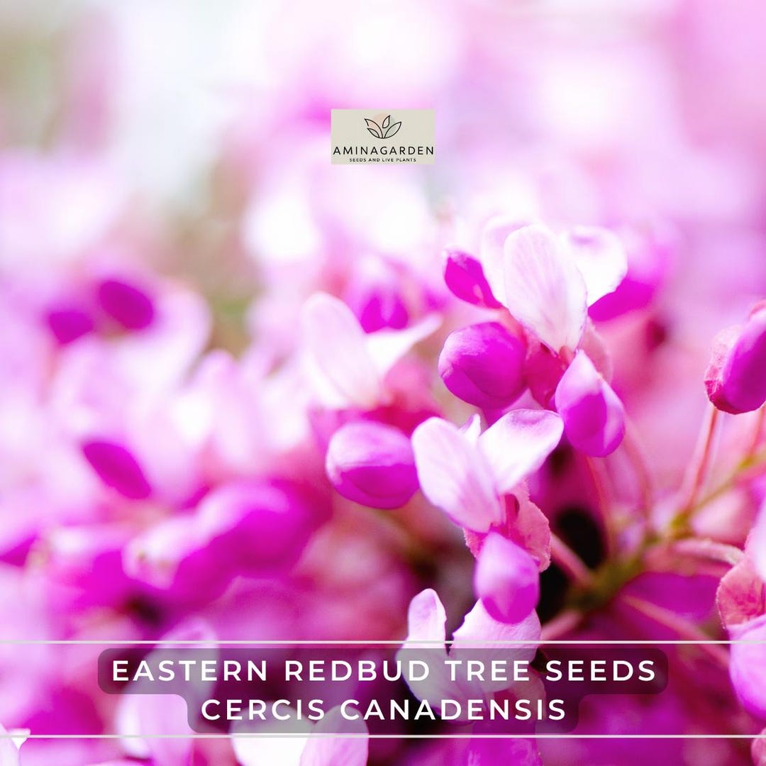 Eastern Redbud Tree Seeds: Pink Spring Flowers, Yellow Fall Color - Etsy