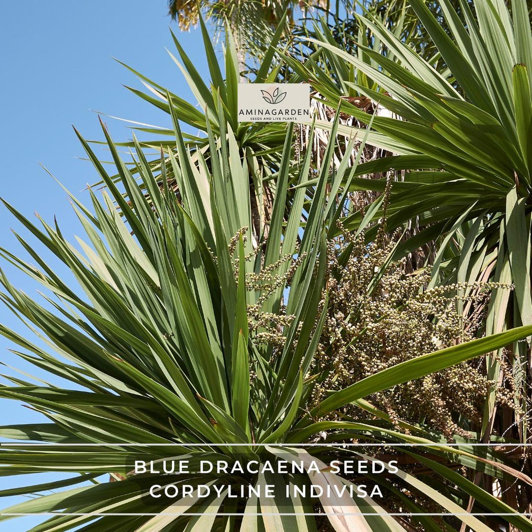Blue Dracaena Seeds – Cordyline Indivisa, Tropical Hardy Evergreen ...