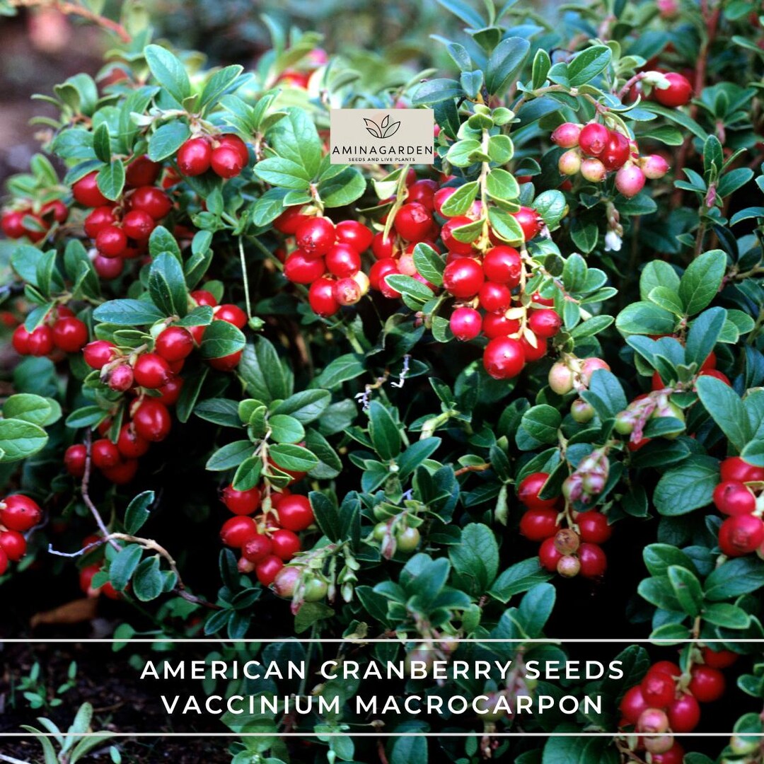 American Cranberry Seeds – Vaccinium Macrocarpon, Edible Hardy Shrub ...