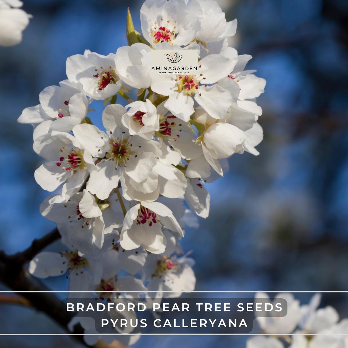 Bradford Pear Tree Seeds – Pyrus Calleryana | Fast-growing Ornamental ...