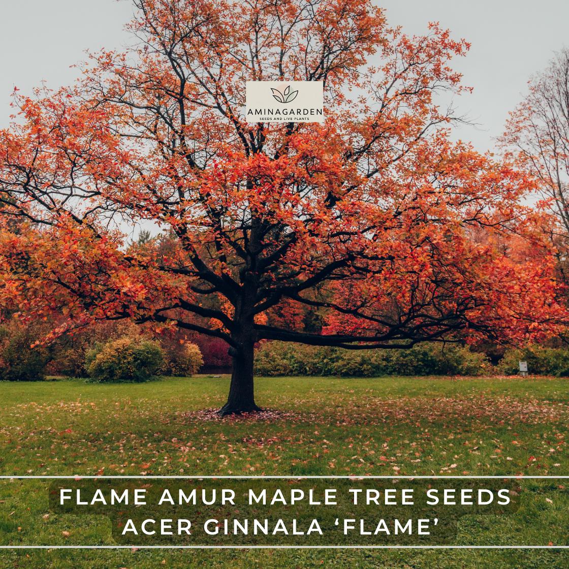 Flame Amur Maple Tree Seeds: Acer Ginnala Bonsai - Brilliant Fall Color ...