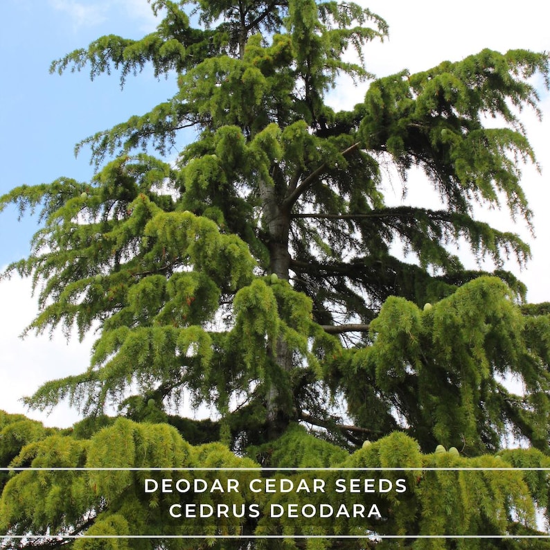 Deodar Cedar Seeds – Cedrus Deodara | Fragrant Himalayan Evergreen Tree ...
