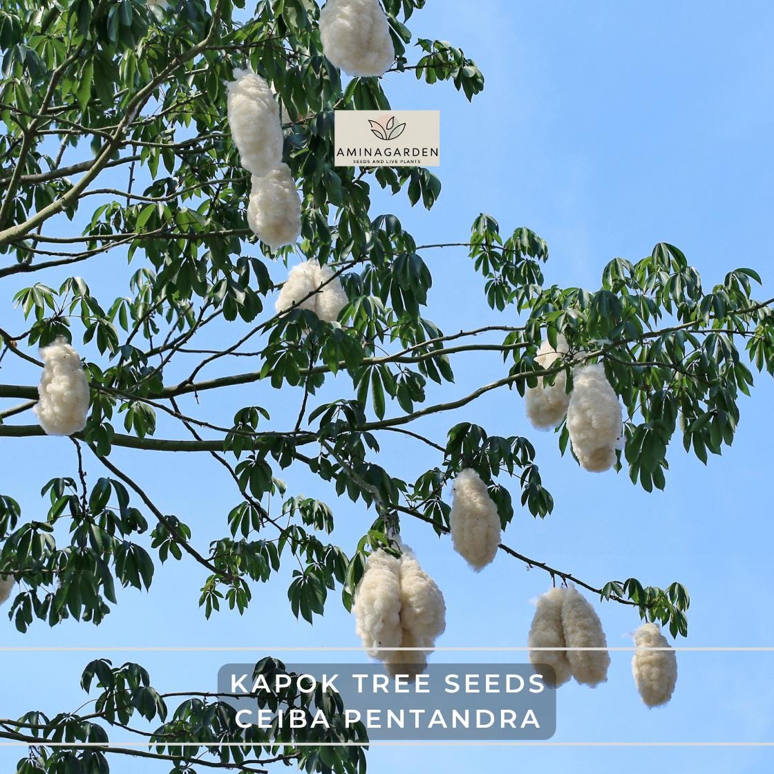 Kapok Tree Seeds – Ceiba Pentandra – Fast-growing Tropical Silk Cotton ...