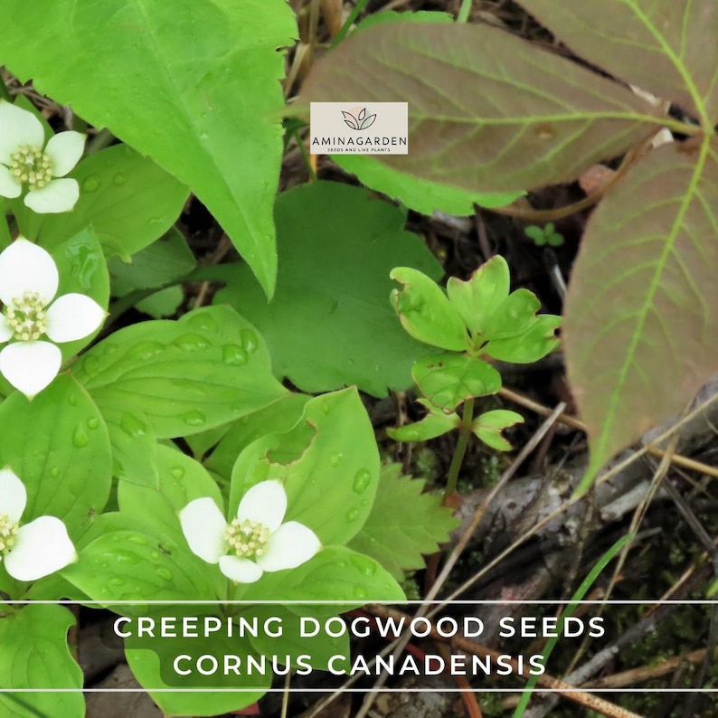 Creeping Dogwood Seeds – Cornus Canadensis | Bunchberry Groundcover ...