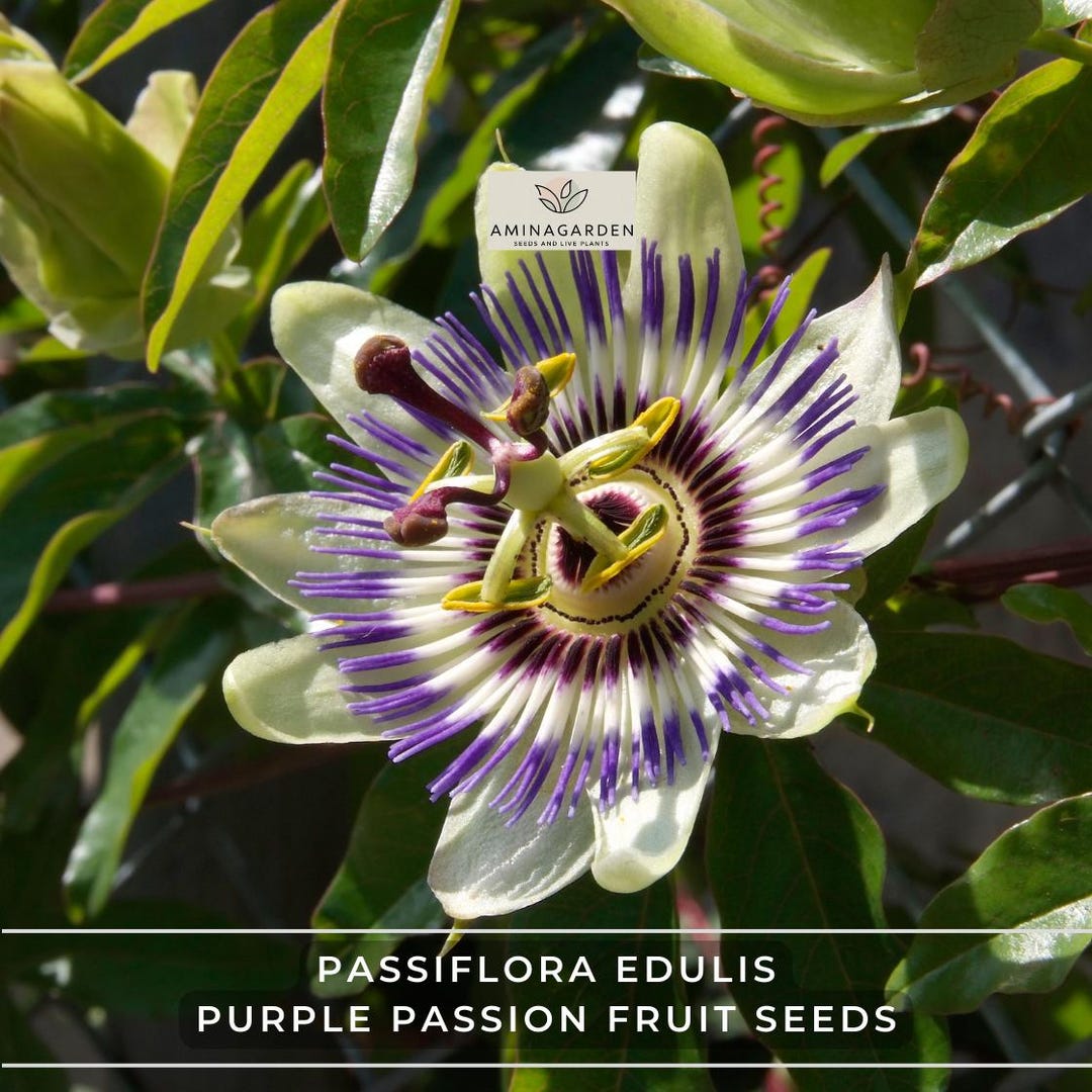 Passiflora Edulis Purple Passion Fruit Seeds – Fast-growing, Edible ...