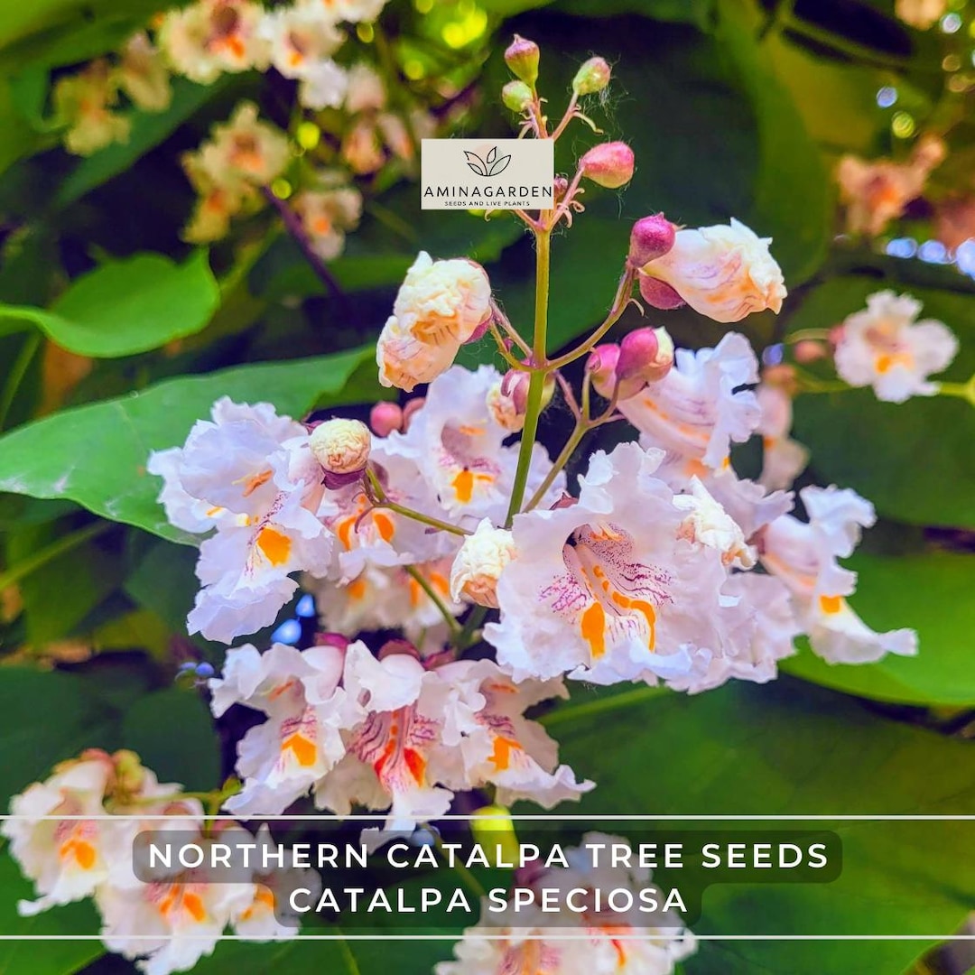 Northern Catalpa Tree Seeds – Catalpa Speciosa, Fast-growing Hardy ...