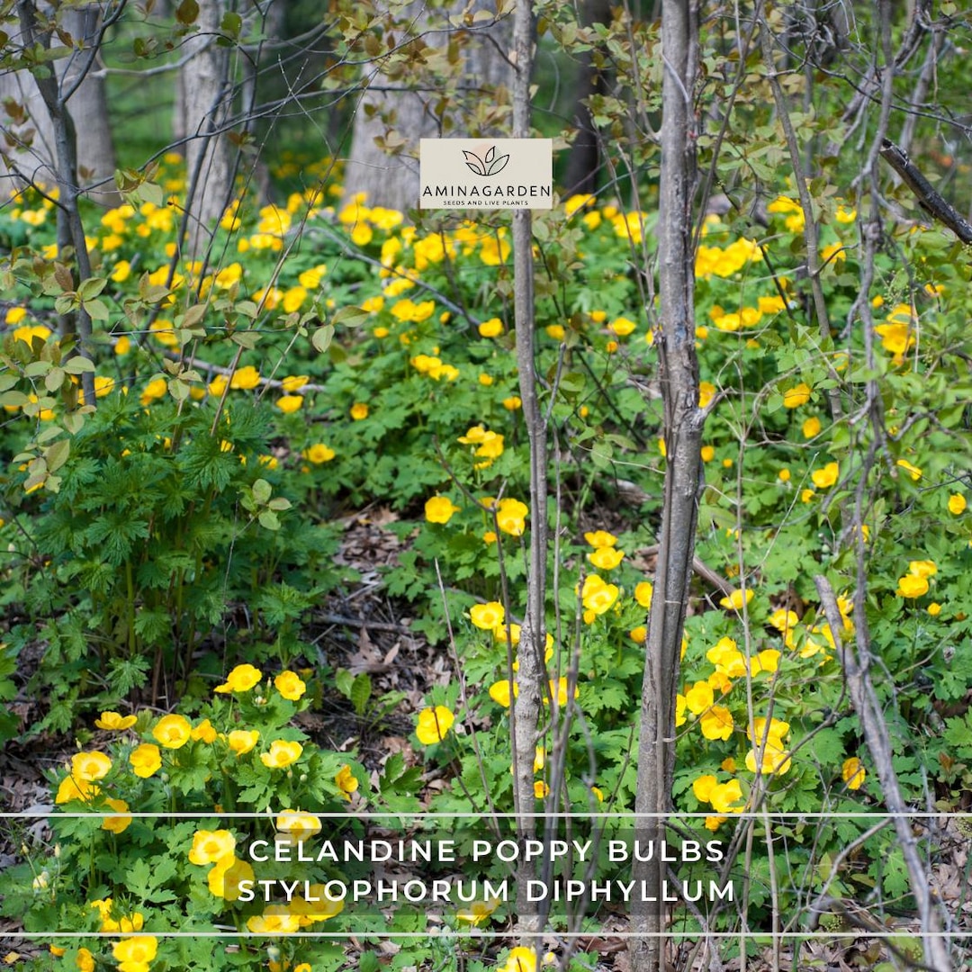 Celandine Poppy Bulbs – Stylophorum Diphyllum, Native Wood Poppy - Etsy