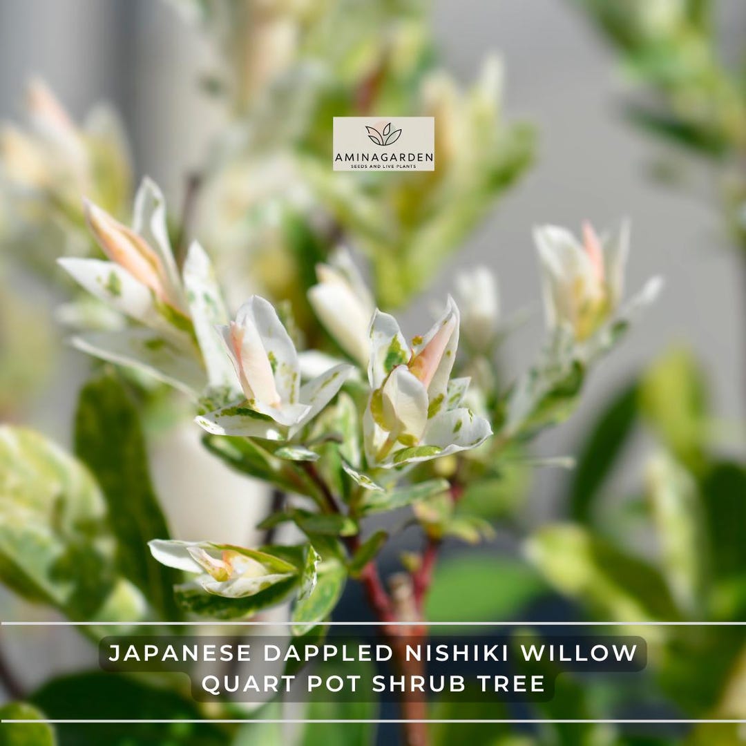 Japanese Dappled Nishiki Willow – Quart Pot Shrub Tree (salix Integra ...