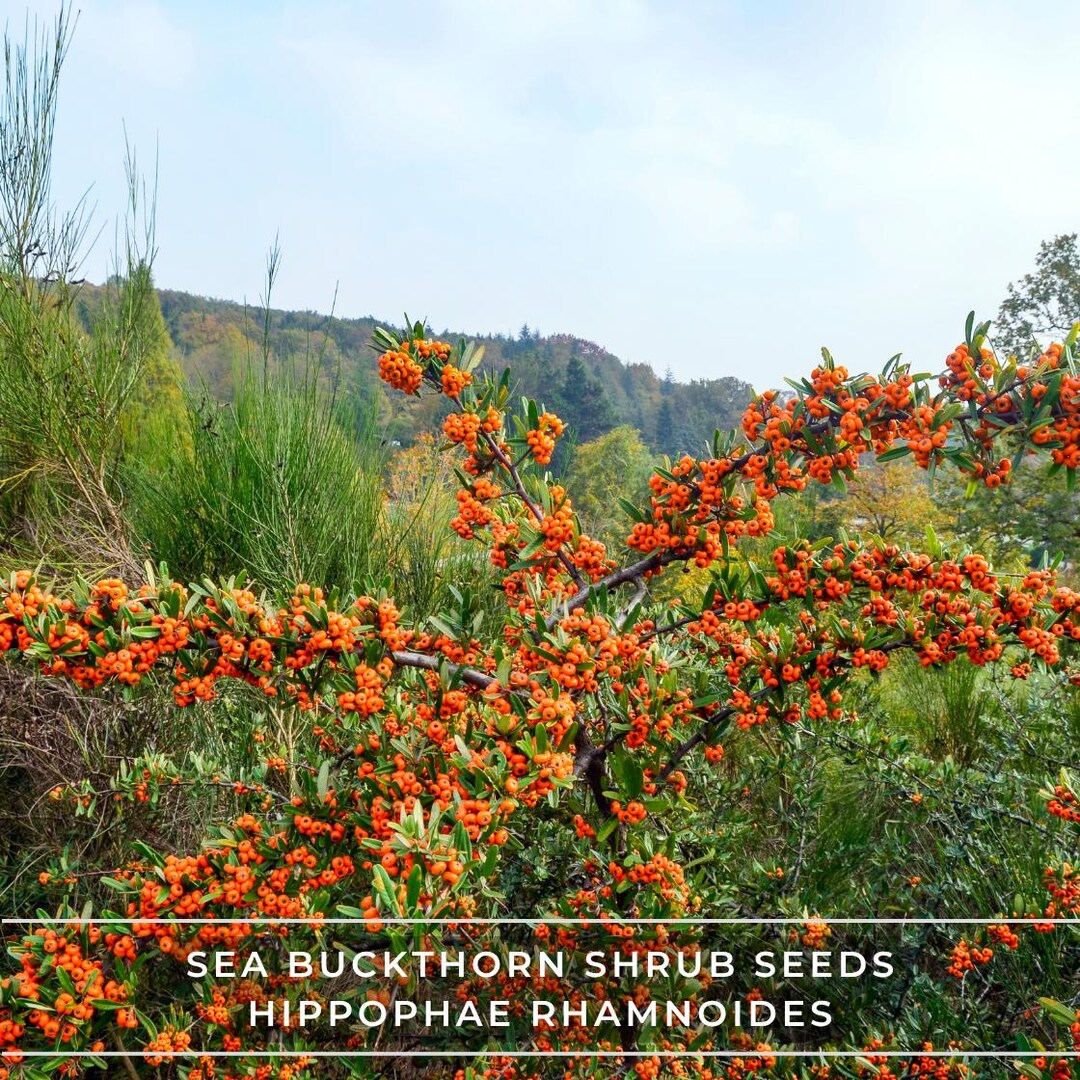 Sea Buckthorn Shrub Seeds – Hippophae Rhamnoides | Edible Berries ...