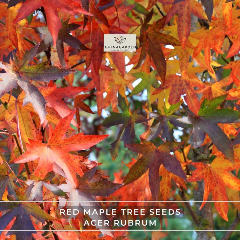 Red Maple Tree Seeds: Acer Rubrum, Fast-growing Shade Tree - Etsy