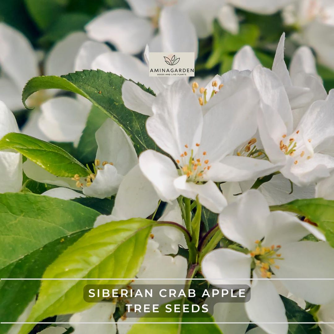 Siberian Crab Apple Tree Seeds – Hardy, Fragrant & Fast Growing - Etsy