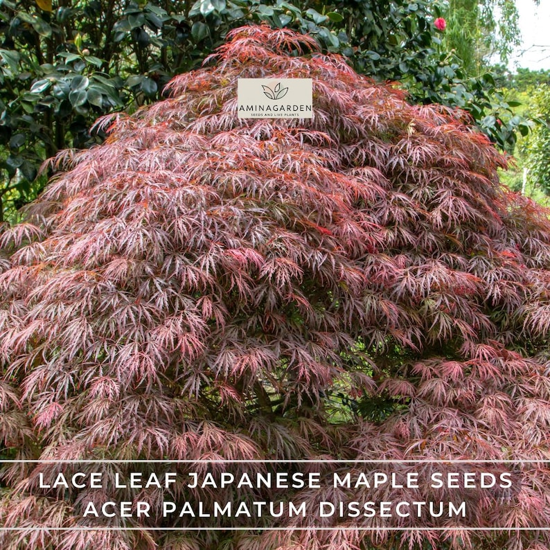 Lace Leaf Japanese Maple Seeds: Acer Palmatum Dissectum - Etsy