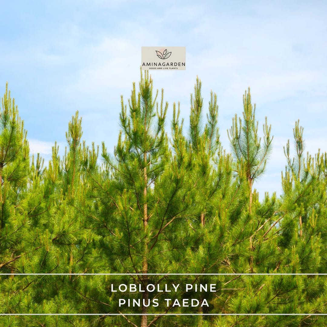 Loblolly Pine - Pinus Taeda - Tree Seeds (fast, Evergreen) - Etsy