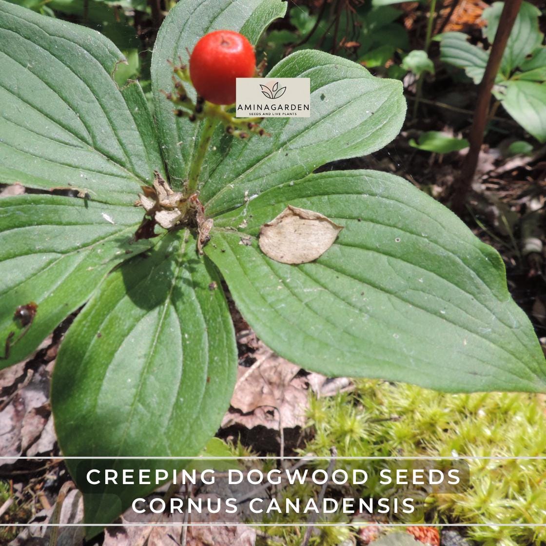 Creeping Dogwood Seeds – Cornus Canadensis | Bunchberry Groundcover ...
