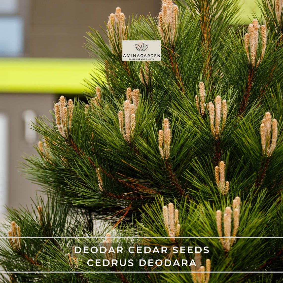 Deodar Cedar Seeds – Cedrus Deodara | Fragrant Himalayan Evergreen Tree ...