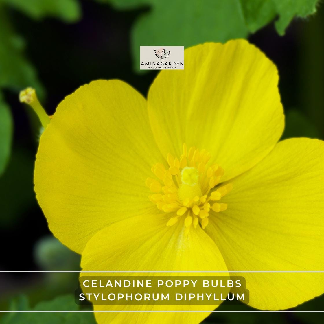 Celandine Poppy Bulbs – Stylophorum Diphyllum, Native Wood Poppy - Etsy