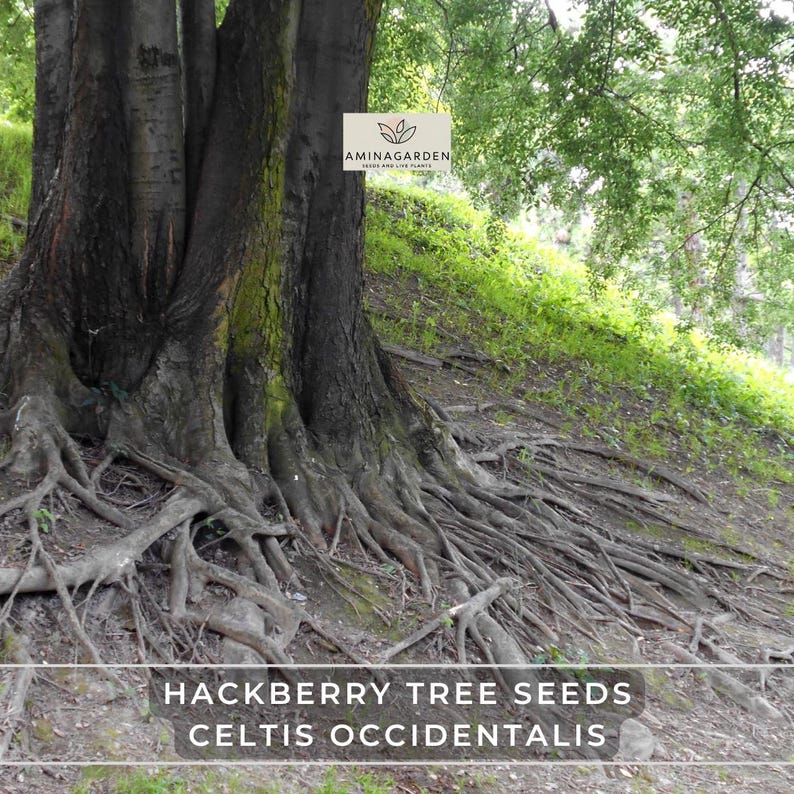 Hackberry Tree Seeds – Celtis Occidentalis | Fast-growing, Hardy Shade ...