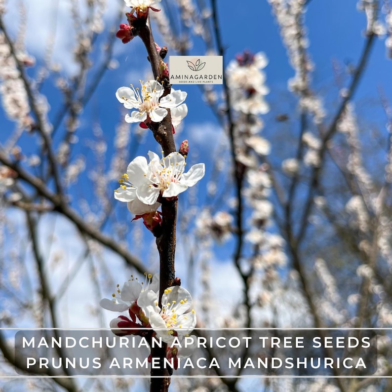 Mandchurian Apricot Tree Seeds – Prunus Armeniaca Mandshurica | Hardy ...
