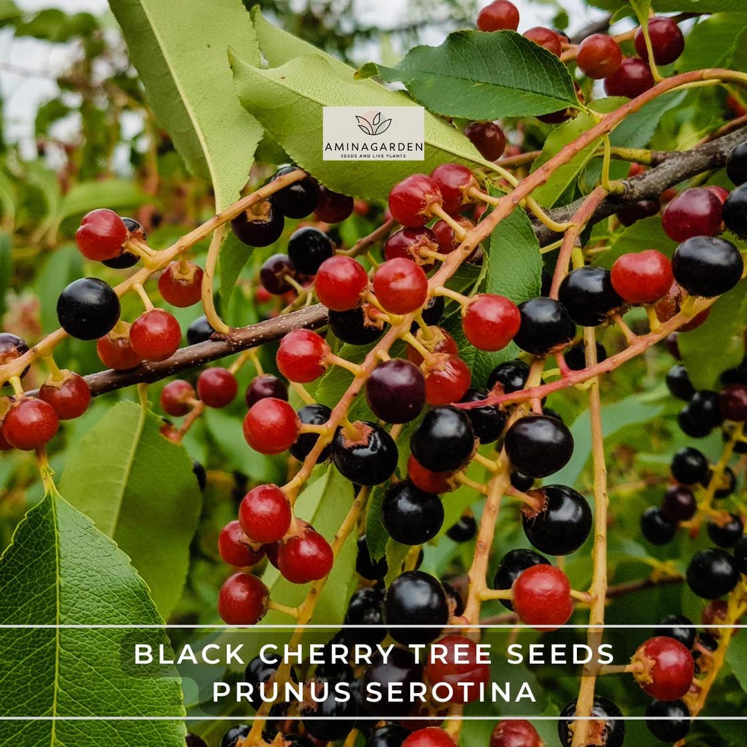 Black Cherry Tree Seeds: Prunus Serotina - Edible Fruit, Fall Color - Etsy
