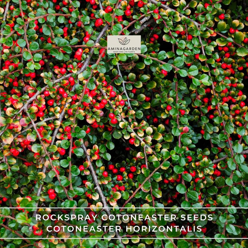 Rockspray Cotoneaster Seeds – Cotoneaster Horizontalis Hardy Shrub With ...