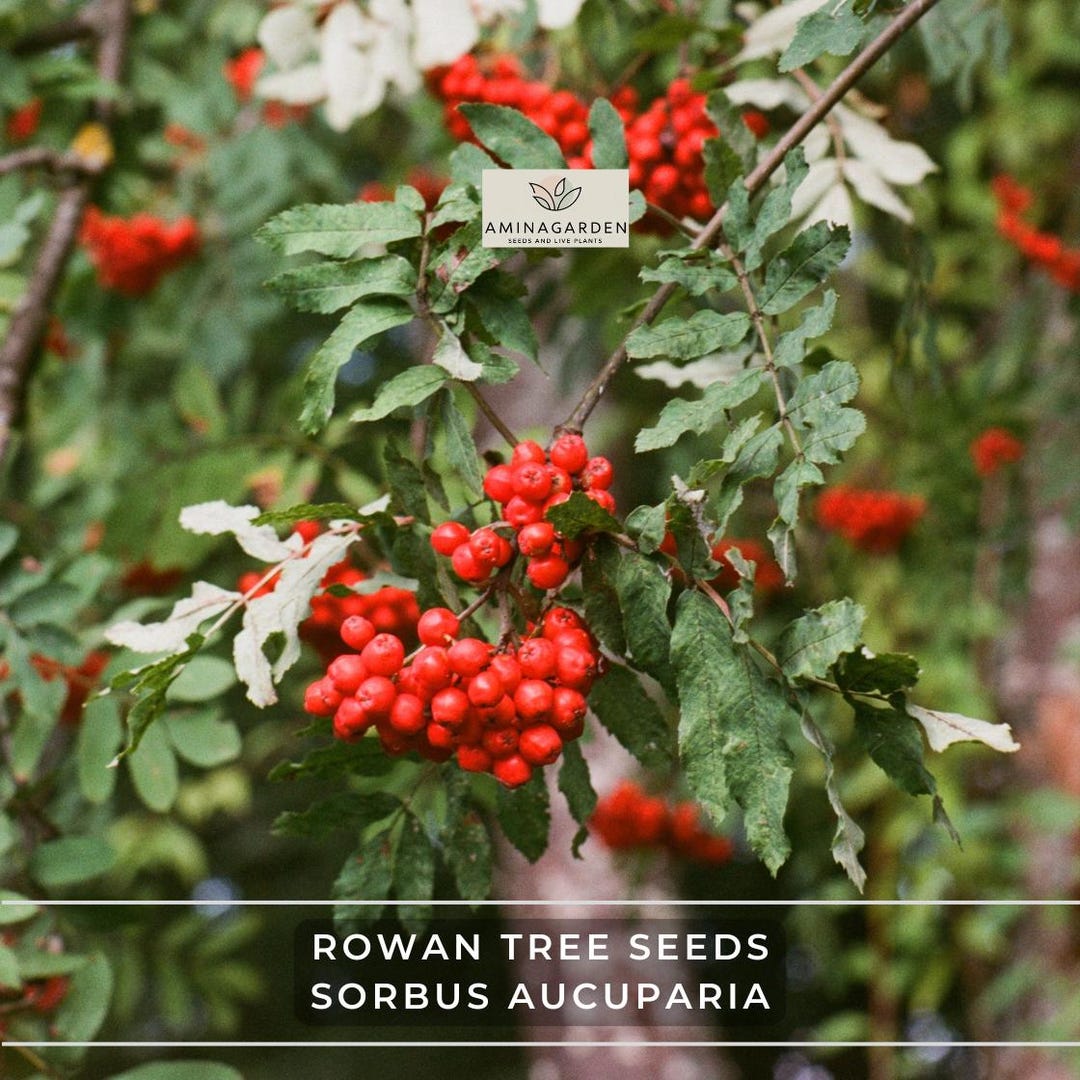 Rowan Tree Seeds – Sorbus Aucuparia, Fast-growing Ornamental With ...
