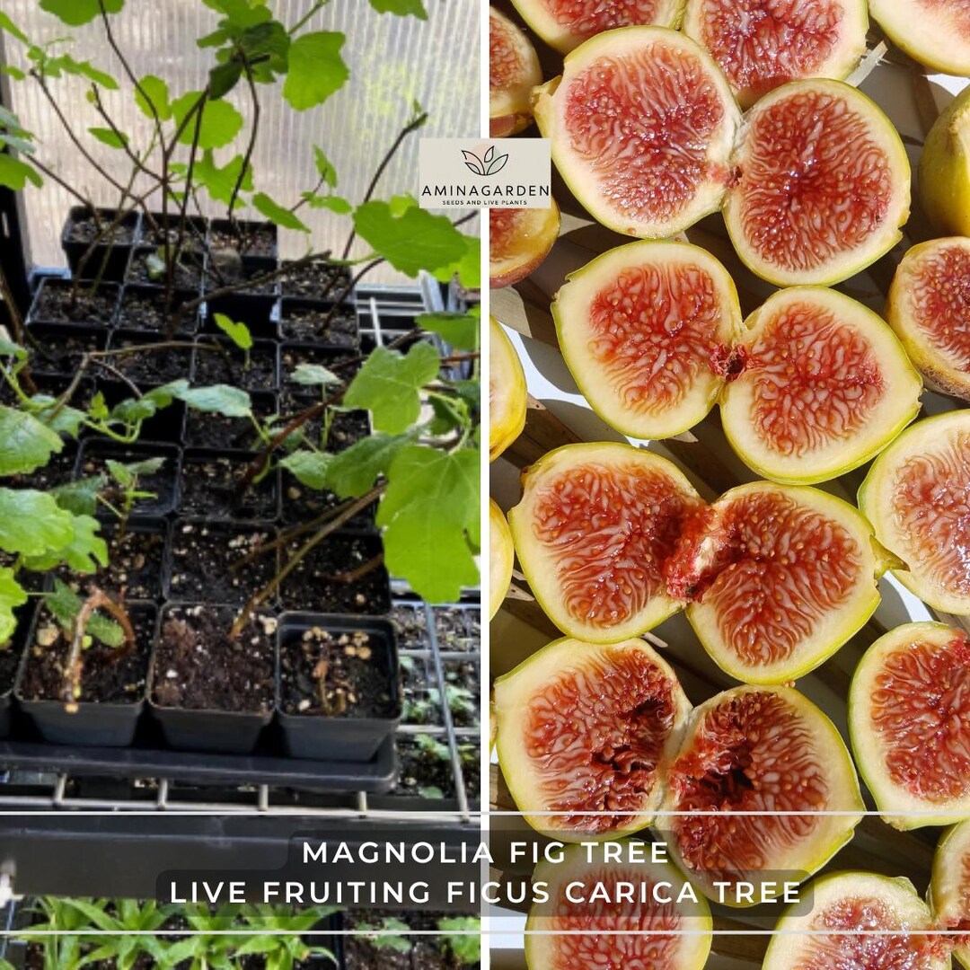 Magnolia Fig Tree – Live Fruiting Ficus Carica Tree for Home Gardens - Etsy