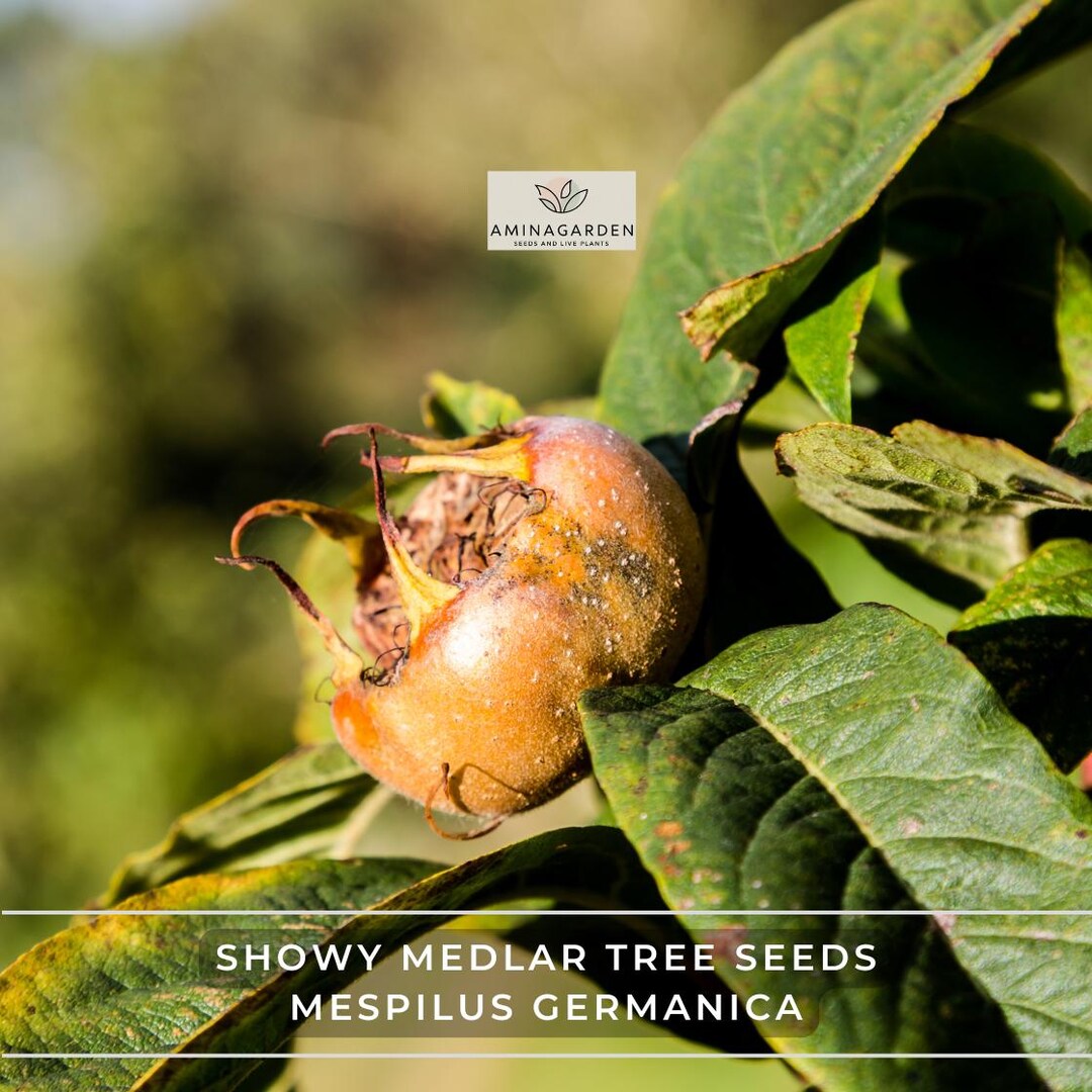 Showy Medlar Tree Seeds – Mespilus Germanica, Hardy Edible Tree With ...