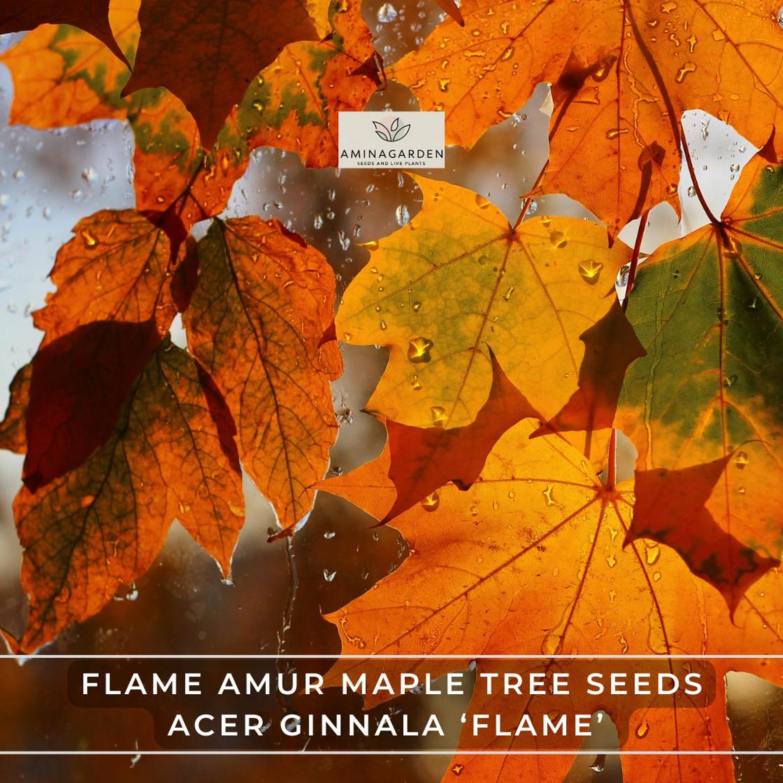 Flame Amur Maple Tree Seeds: Acer Ginnala Bonsai - Brilliant Fall Color ...