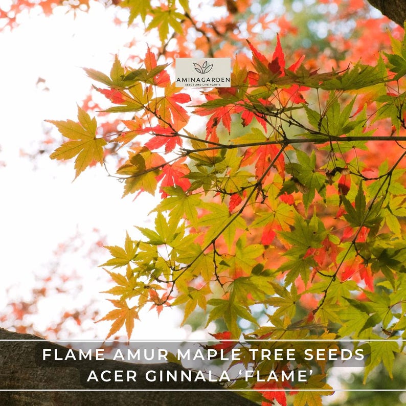 Flame Amur Maple Tree Seeds: Acer Ginnala Bonsai - Brilliant Fall Color ...