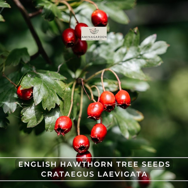 English Hawthorn Tree Seeds – Crataegus Laevigata | Hardy Tree With ...