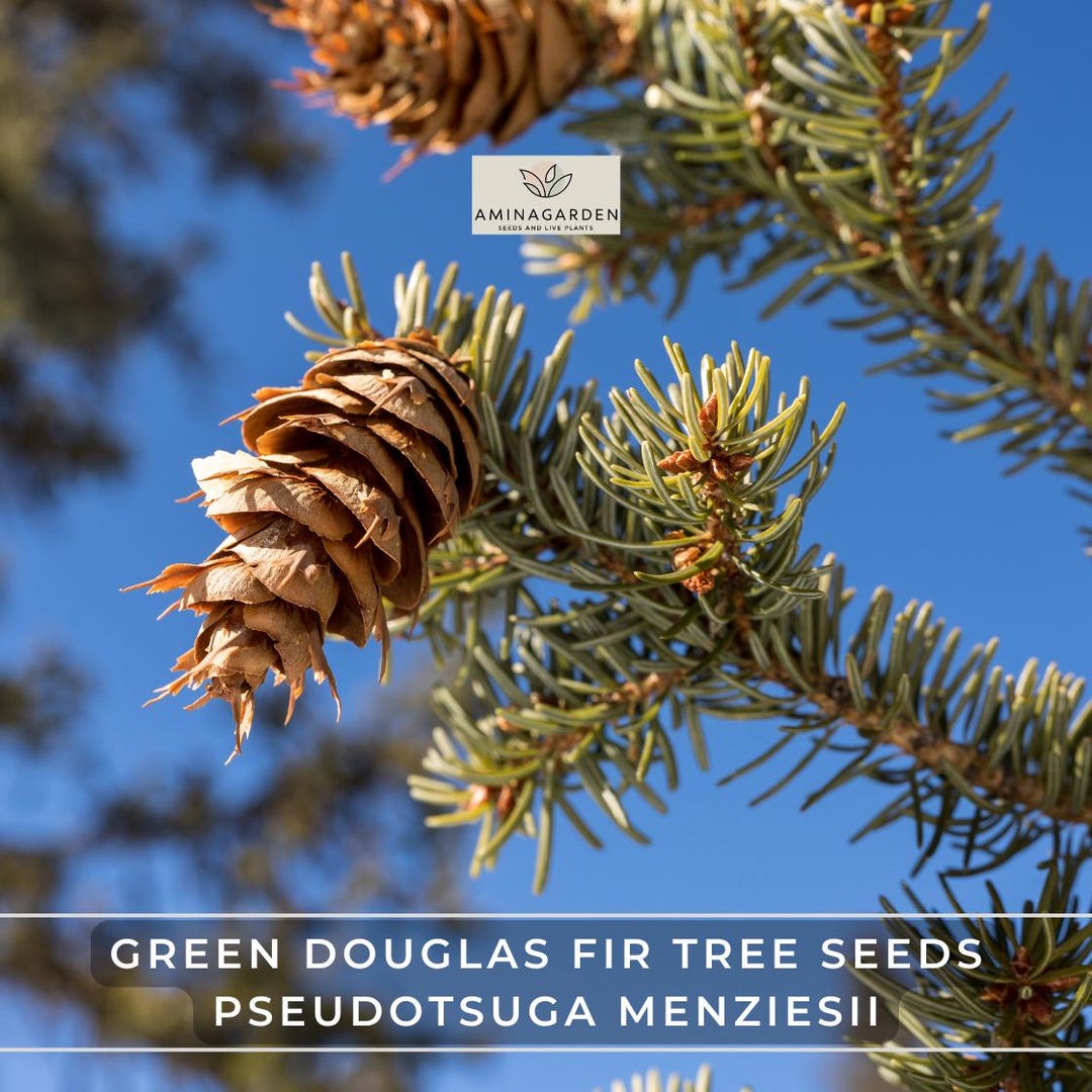 Green Douglas Fir Tree Seeds – Pseudotsuga Menziesii | Fragrant ...