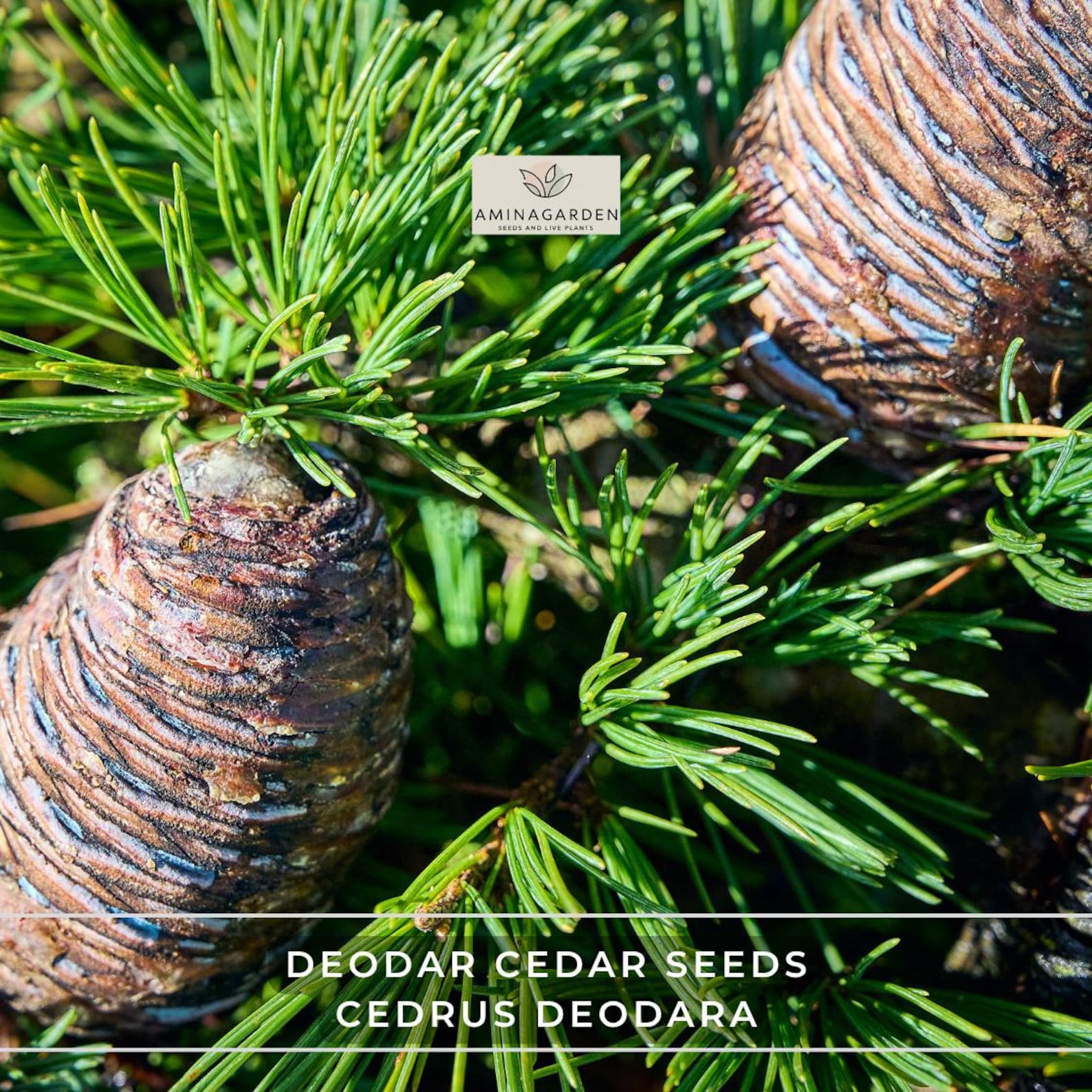 Deodar Cedar Seeds – Cedrus Deodara | Fragrant Himalayan Evergreen Tree ...