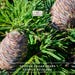 Deodar Cedar Seeds – Cedrus Deodara | Fragrant Himalayan Evergreen Tree ...