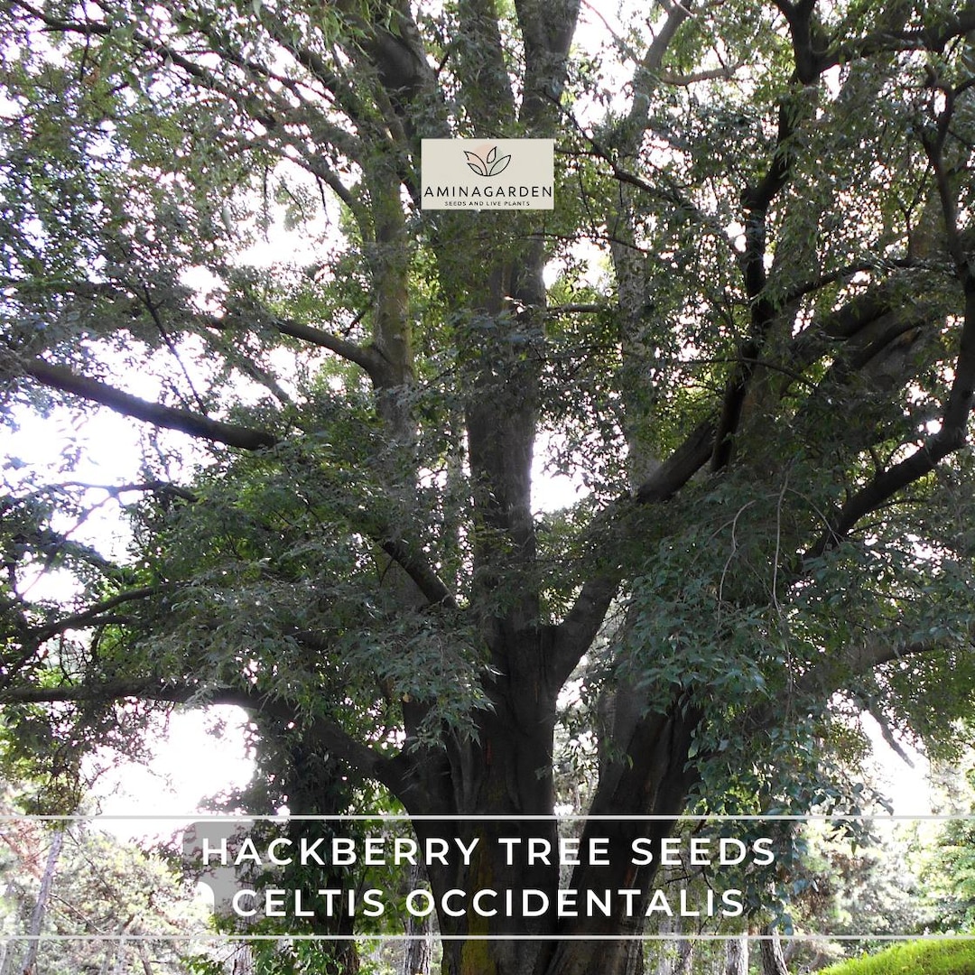 Hackberry Tree Seeds – Celtis Occidentalis | Fast-growing, Hardy Shade ...