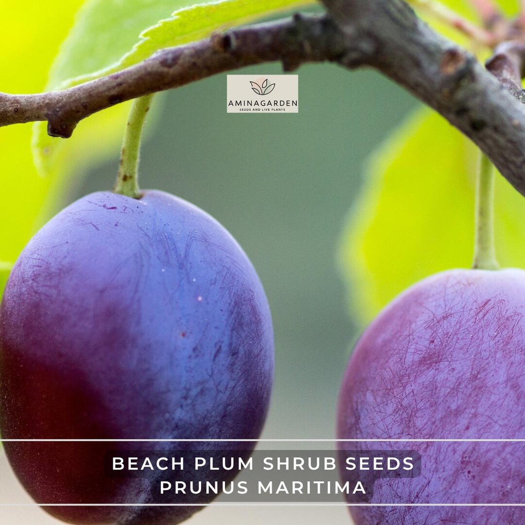 Beach Plum Shrub Seeds – Prunus Maritima – Hardy, Fast-growing, Edible ...