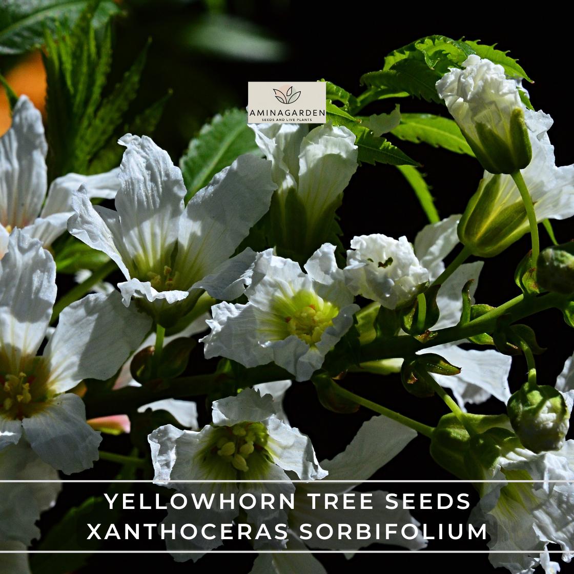 Yellowhorn Tree Seeds – Xanthoceras Sorbifolium | Hardy Tree With Showy ...