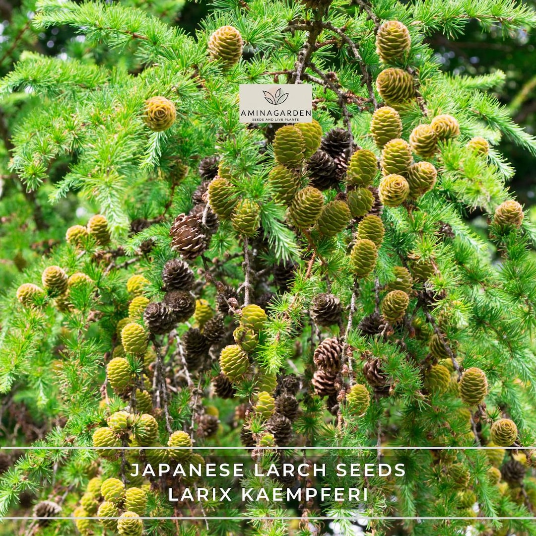 Japanese Larch Seeds – Larix Kaempferi, Hardy Deciduous Conifer With ...