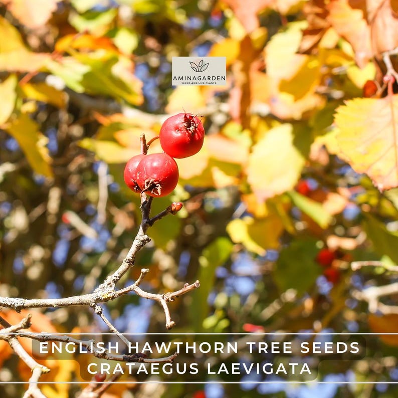 English Hawthorn Tree Seeds – Crataegus Laevigata | Hardy Tree With ...