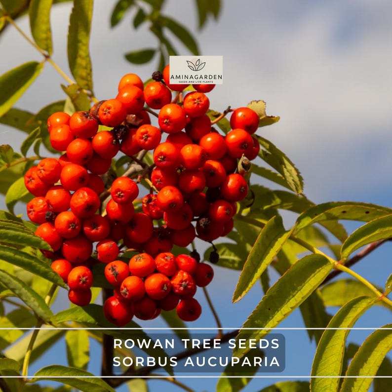 Rowan Tree Seeds – Sorbus Aucuparia, Fast-growing Ornamental With ...