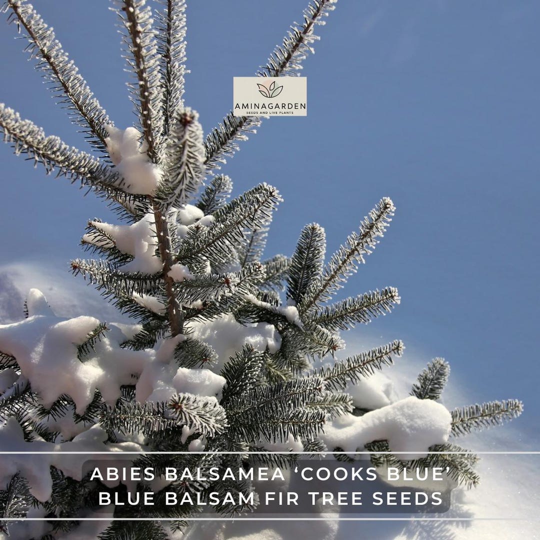 Abies Balsamea ‘cooks Blue’ – Blue Balsam Fir Tree Seeds, Fragrant ...