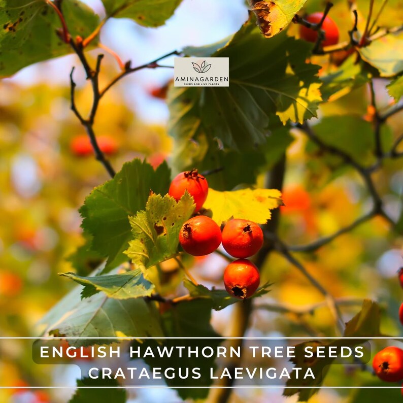 English Hawthorn Tree Seeds – Crataegus Laevigata | Hardy Tree With ...