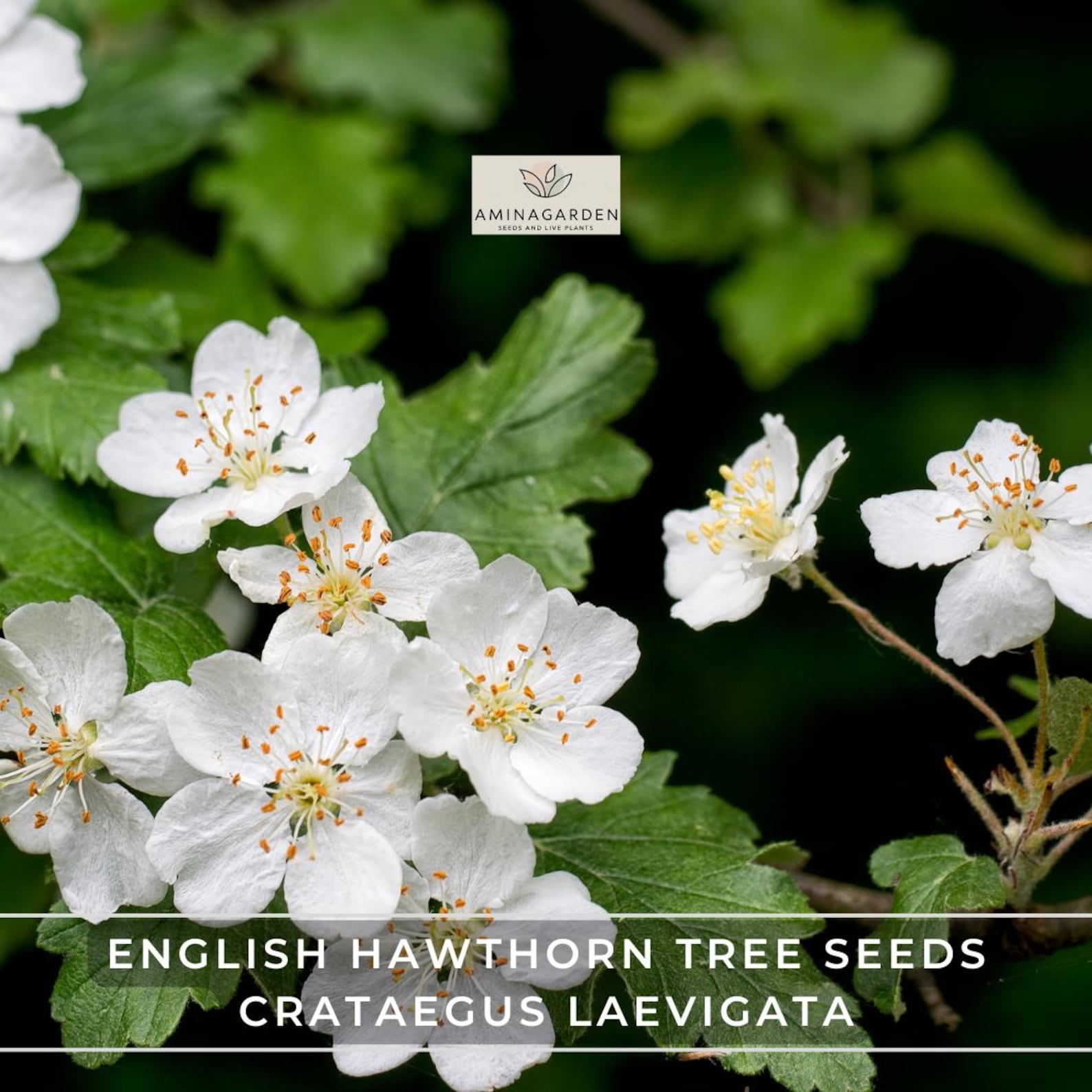 English Hawthorn Tree Seeds – Crataegus Laevigata | Hardy Tree With ...