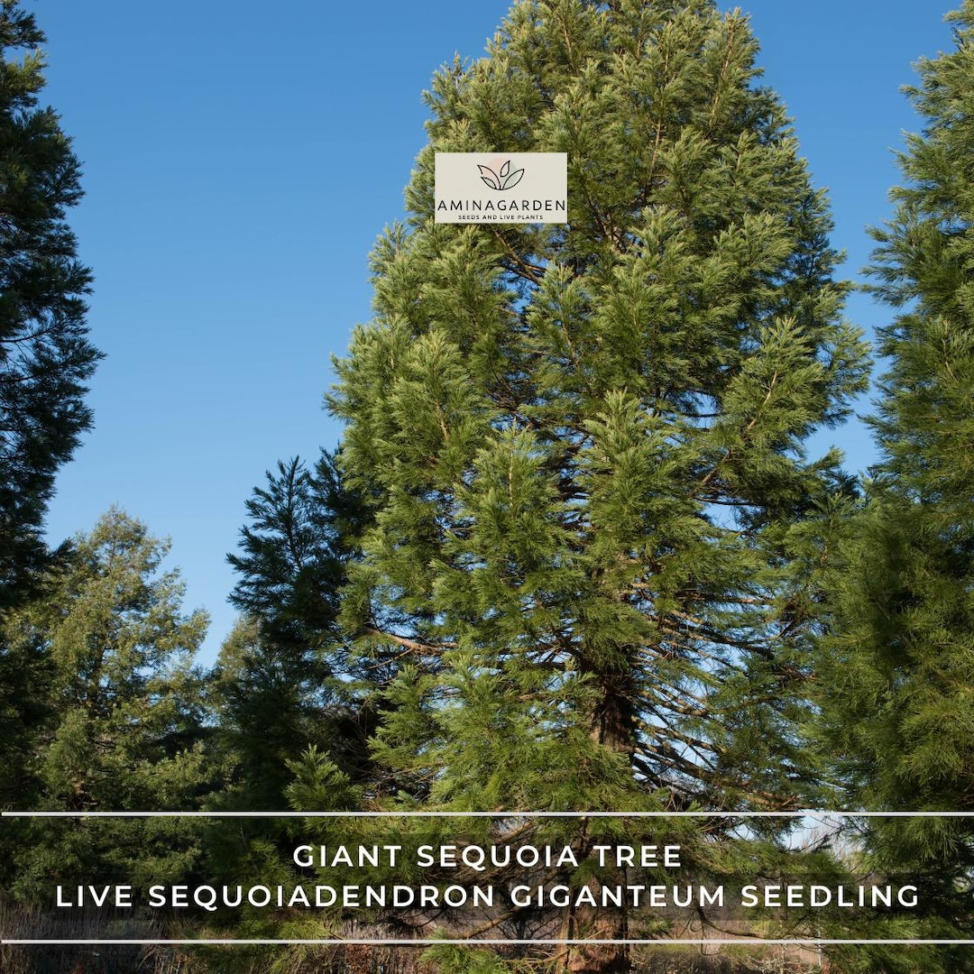 Giant Sequoia Tree – Live Sequoiadendron Giganteum Seedling, 5–8 ...