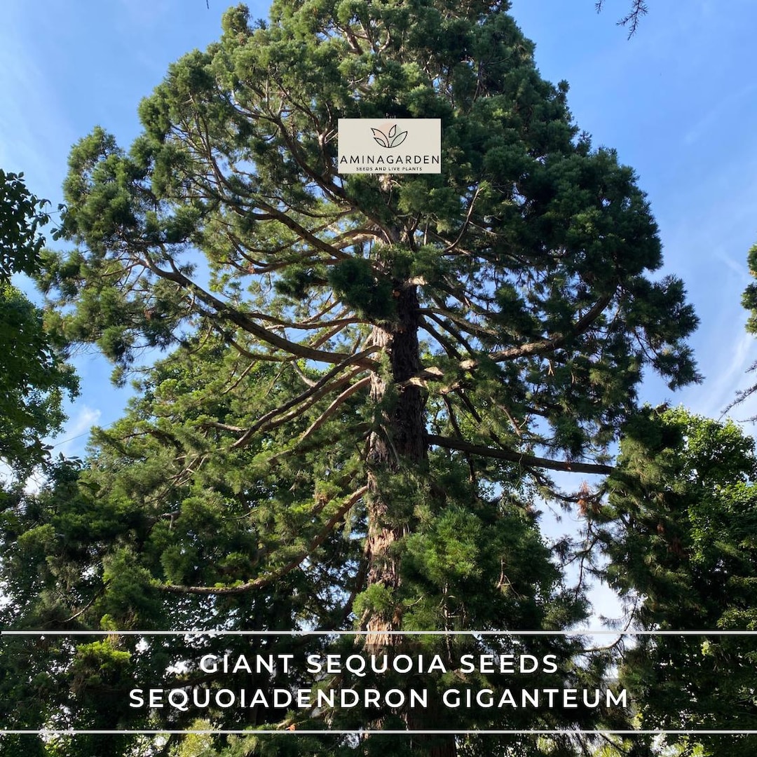 Giant Sequoia Seeds – Sequoiadendron Giganteum Fast Evergreen Bonsai ...
