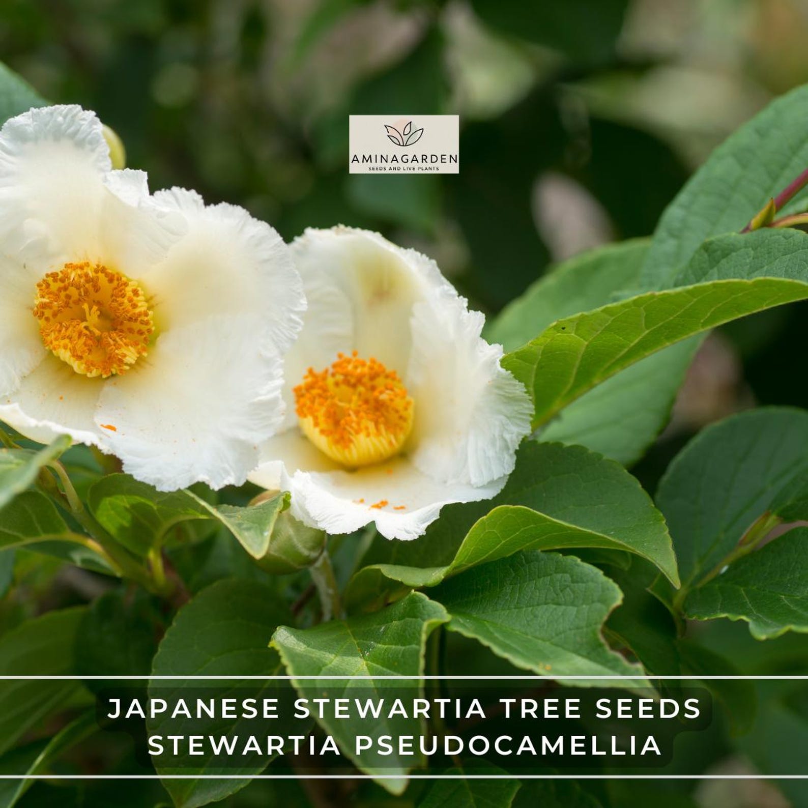 Japanese Stewartia Tree Seeds – Stewartia Pseudocamellia, Showy Fall ...
