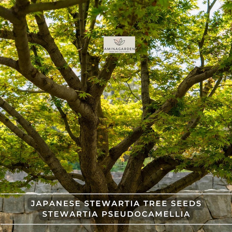 Japanese Stewartia Tree Seeds – Stewartia Pseudocamellia, Showy Fall ...