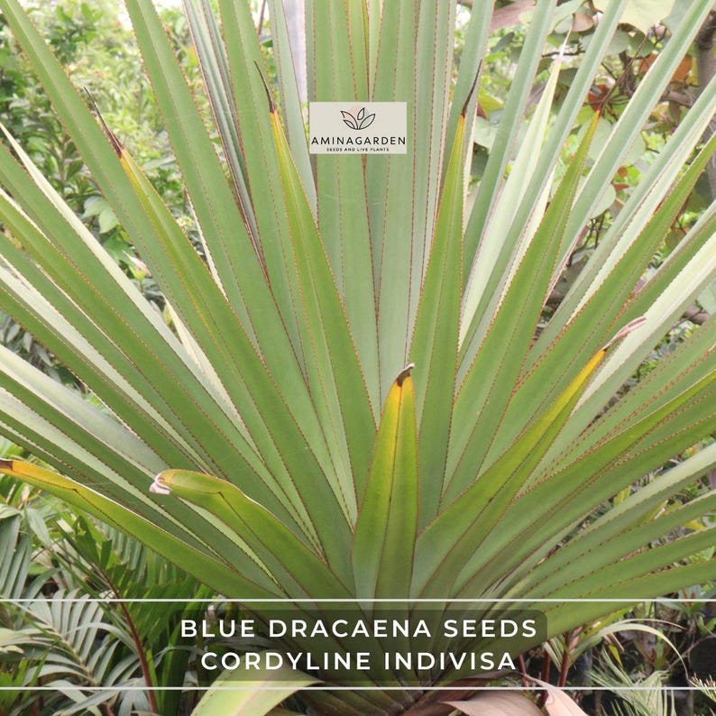 Blue Dracaena Seeds – Cordyline Indivisa, Tropical Hardy Evergreen ...